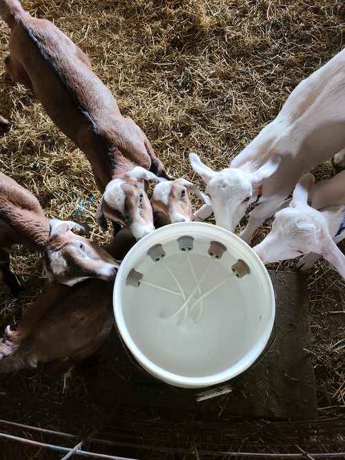 Bottle Raising Goat Kids - Goat Journal